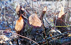 Biber am Bodensee | sweb