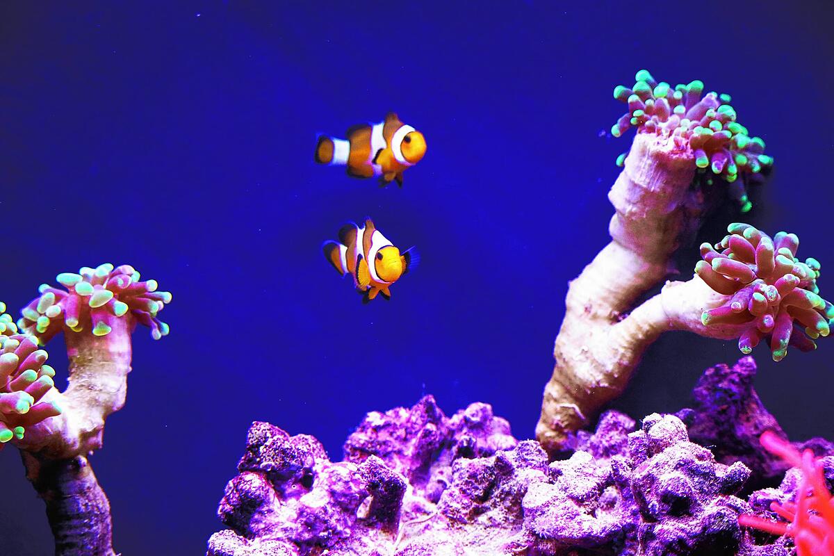 Im Zeichen der Fische | sweb